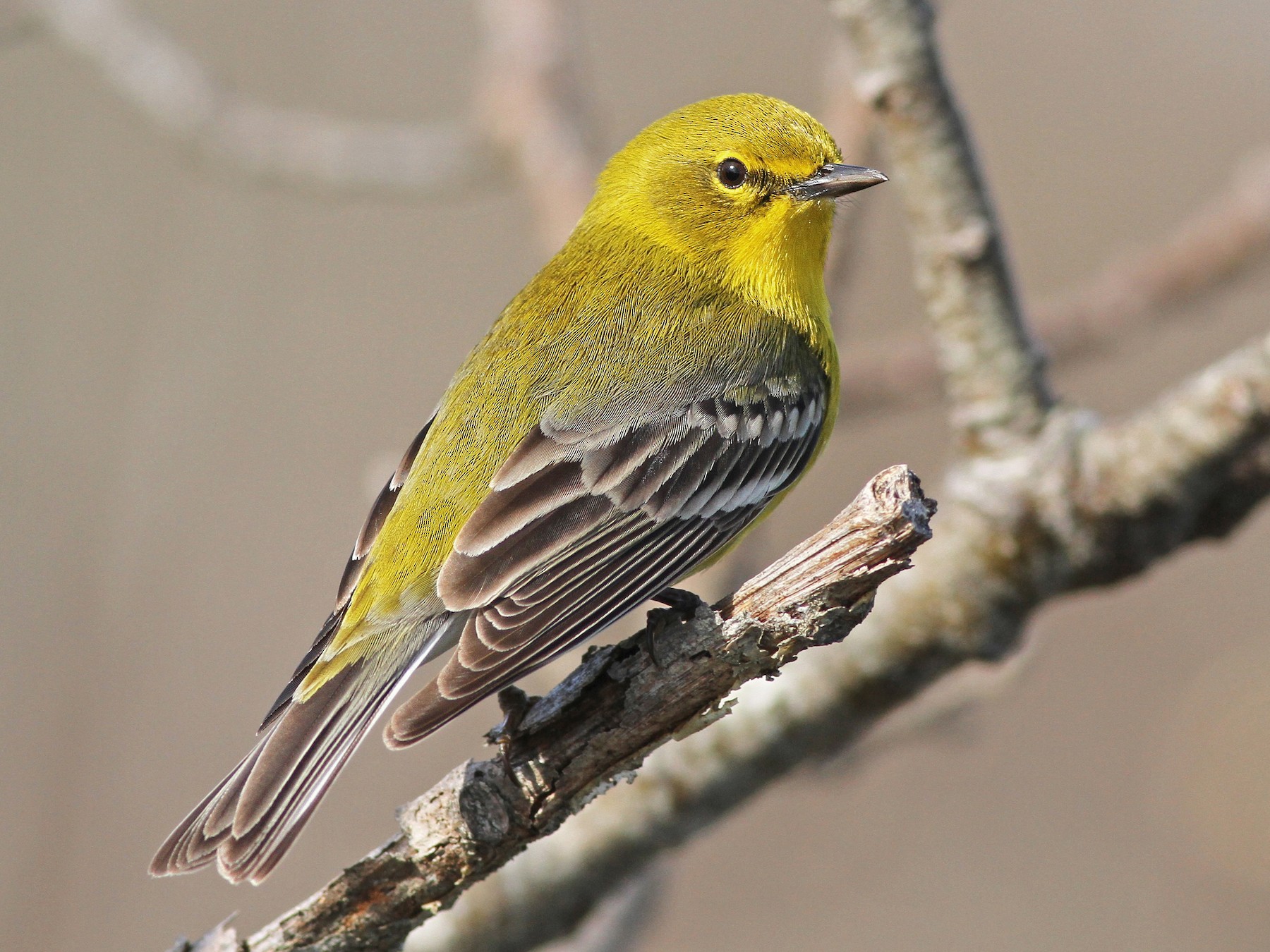 Pine Warbler - eBird