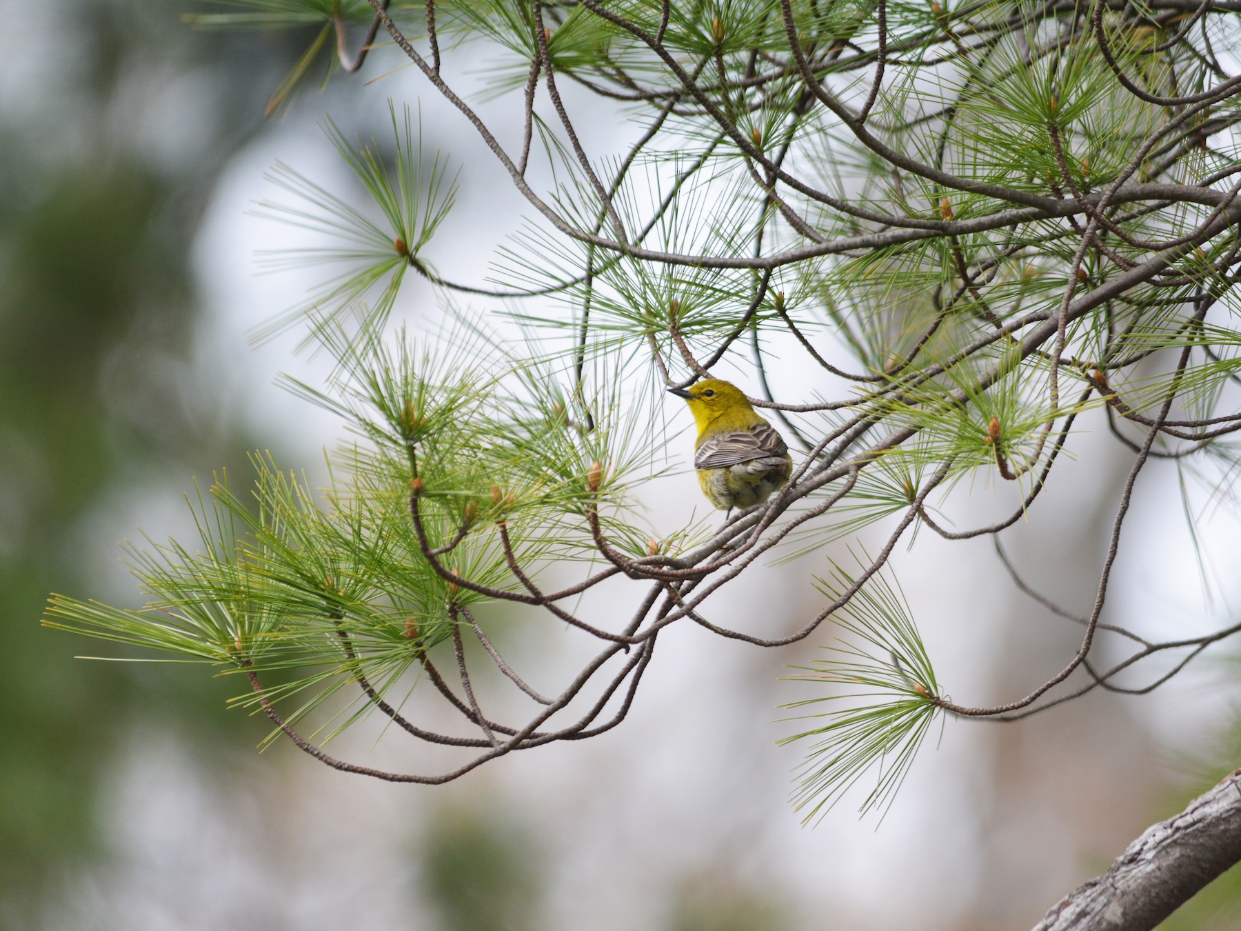 Pine Warbler - eBird