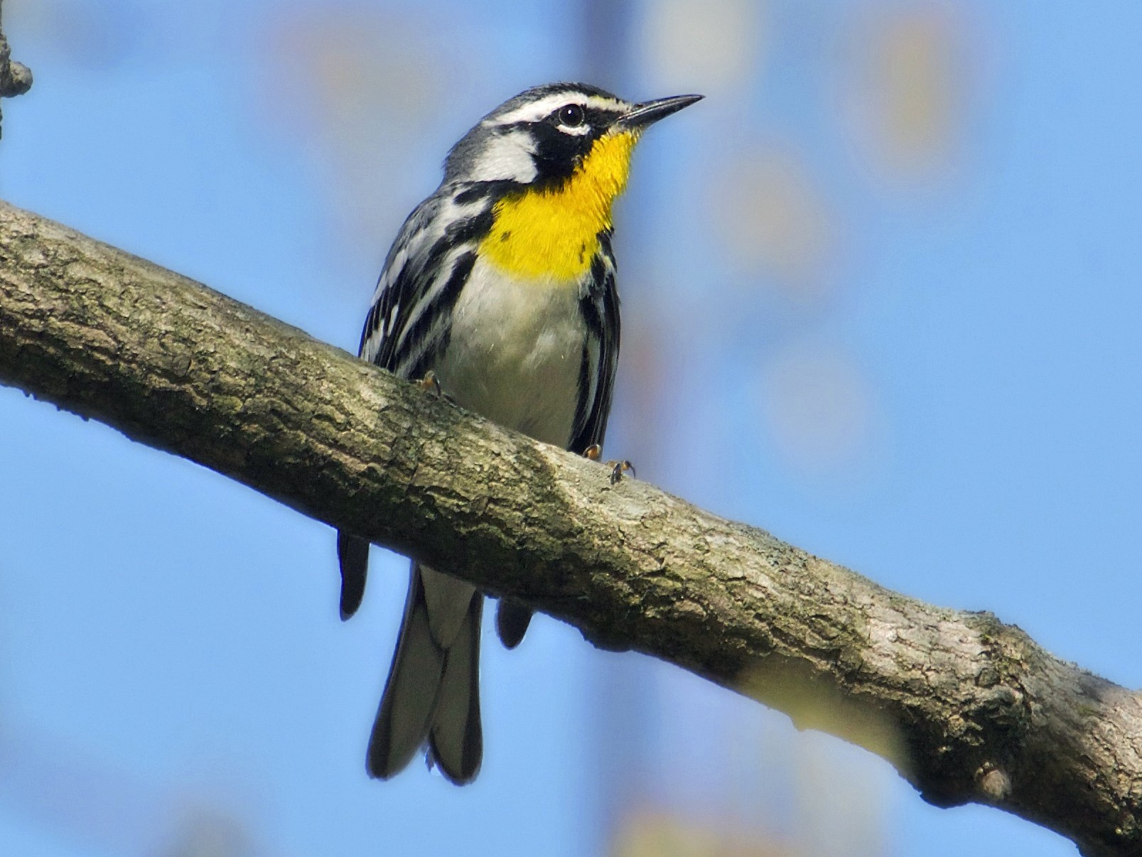 Yellow-throated Warbler - eBird