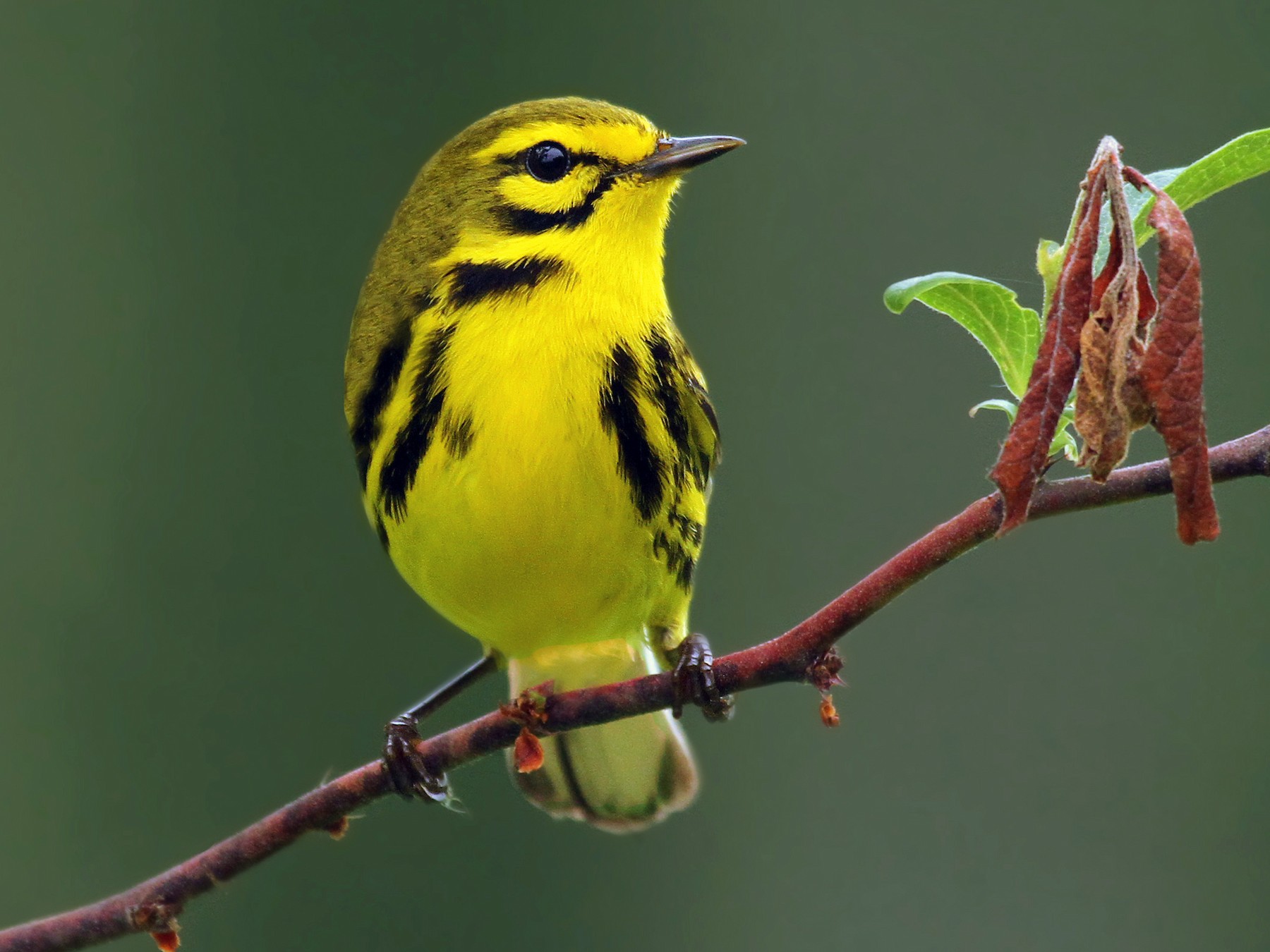 Prairie Warbler - eBird