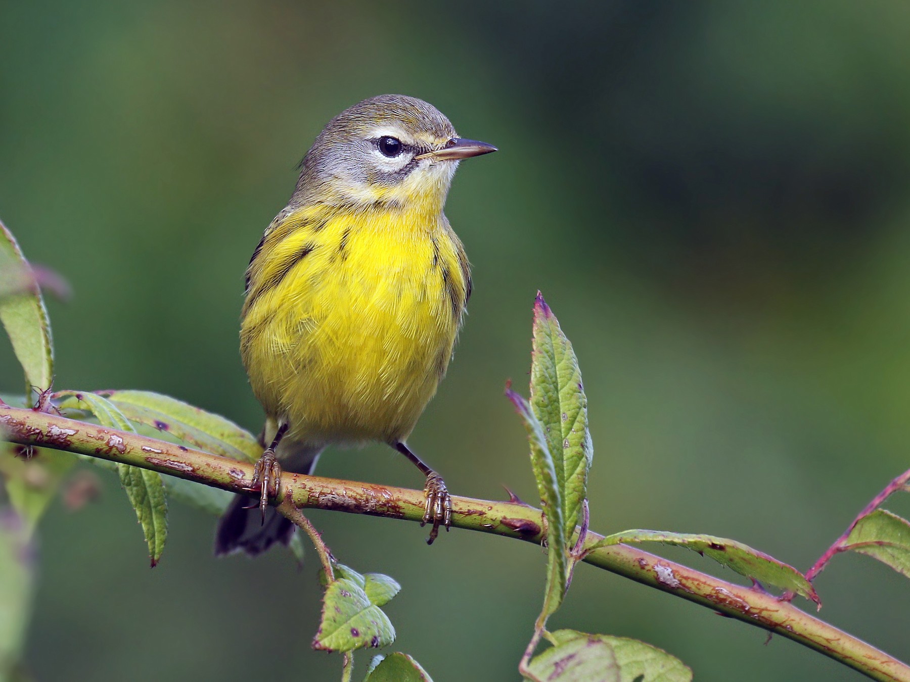Prairie Warbler - eBird