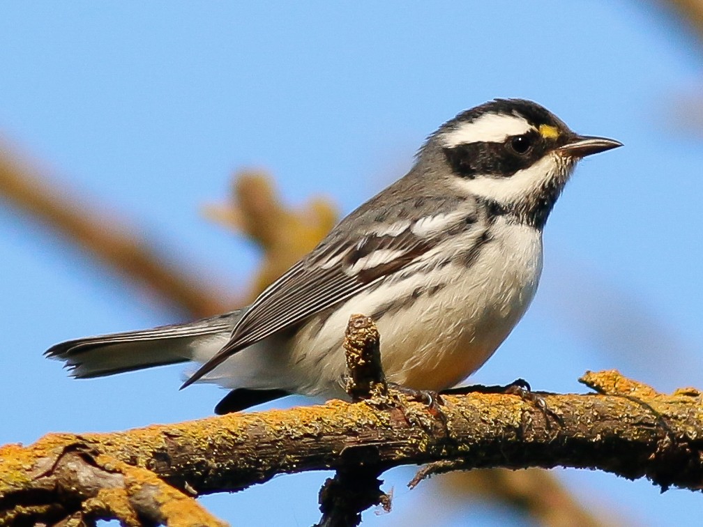 Black-throated Gray Warbler - eBird