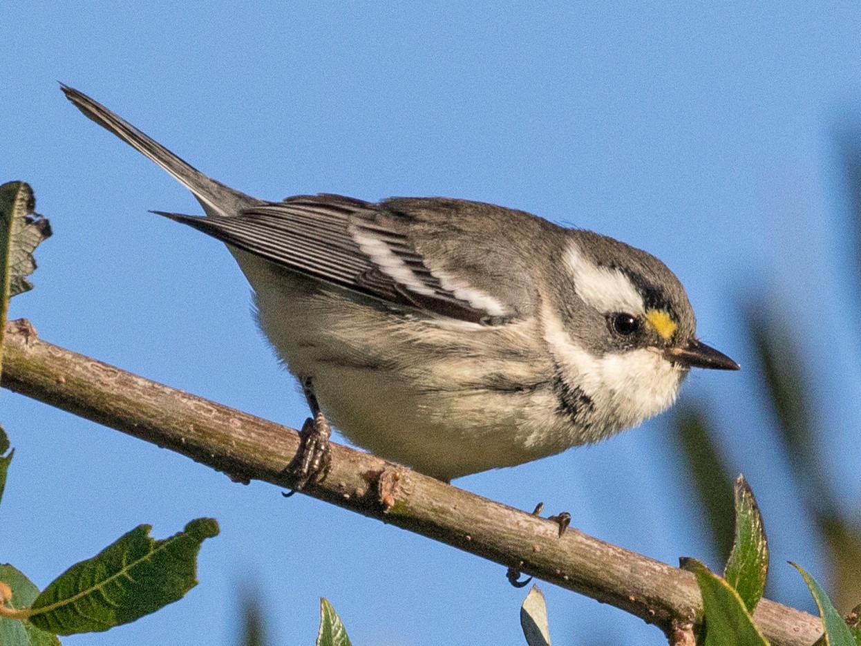 Black-throated Gray Warbler - eBird