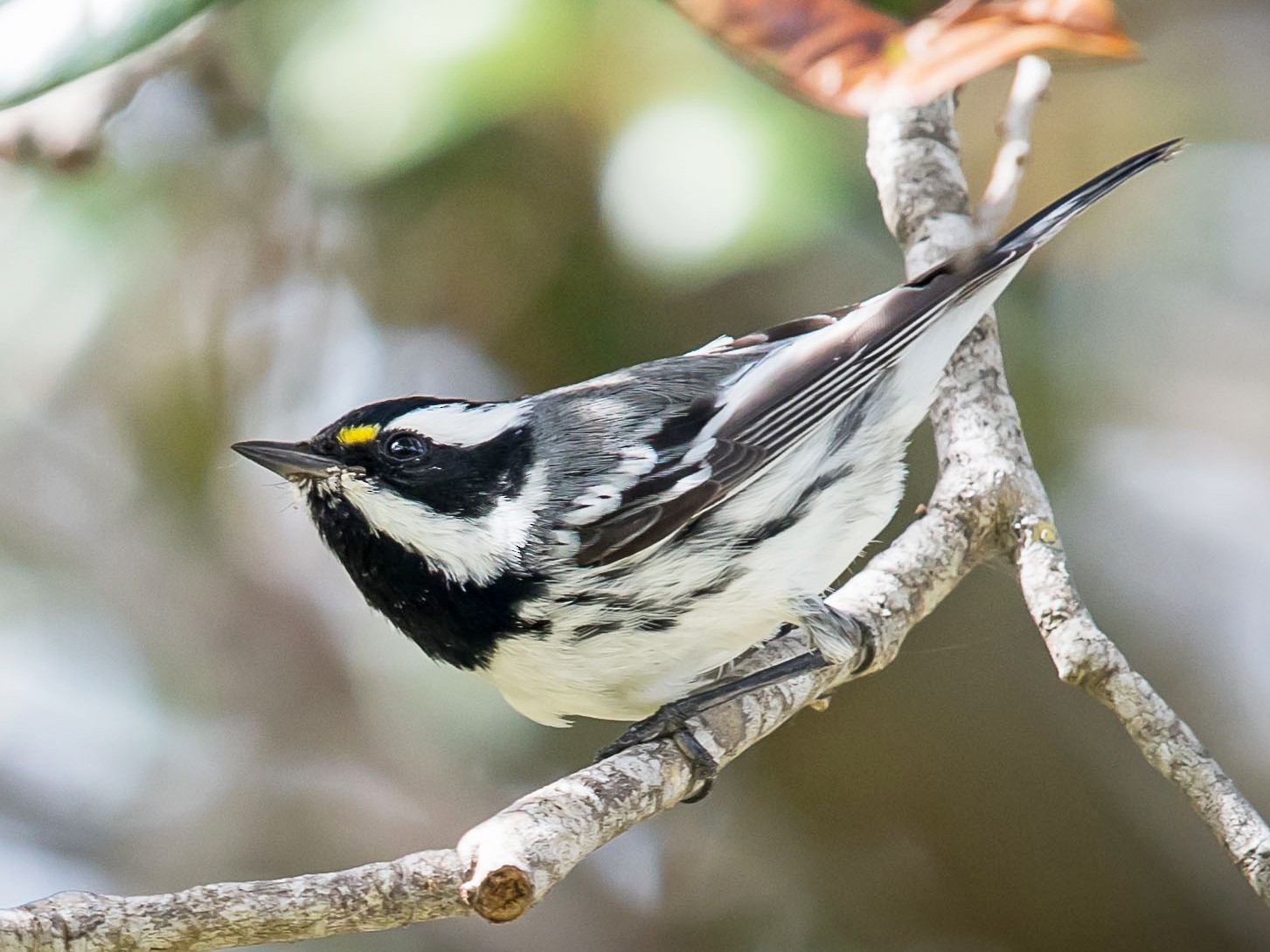 Black-throated Gray Warbler - eBird