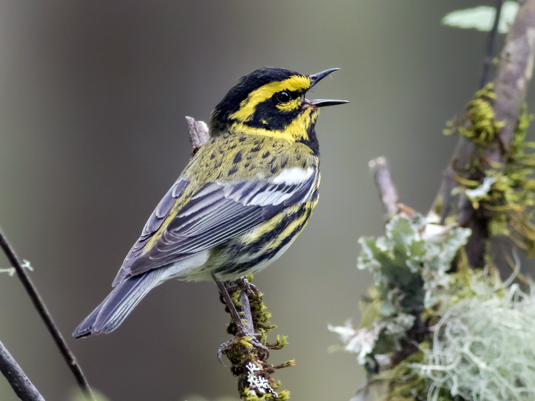 Townsend's Warbler - eBird