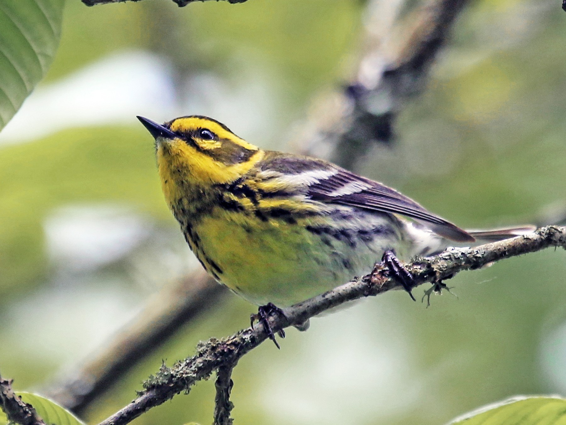 Townsend's Warbler - eBird