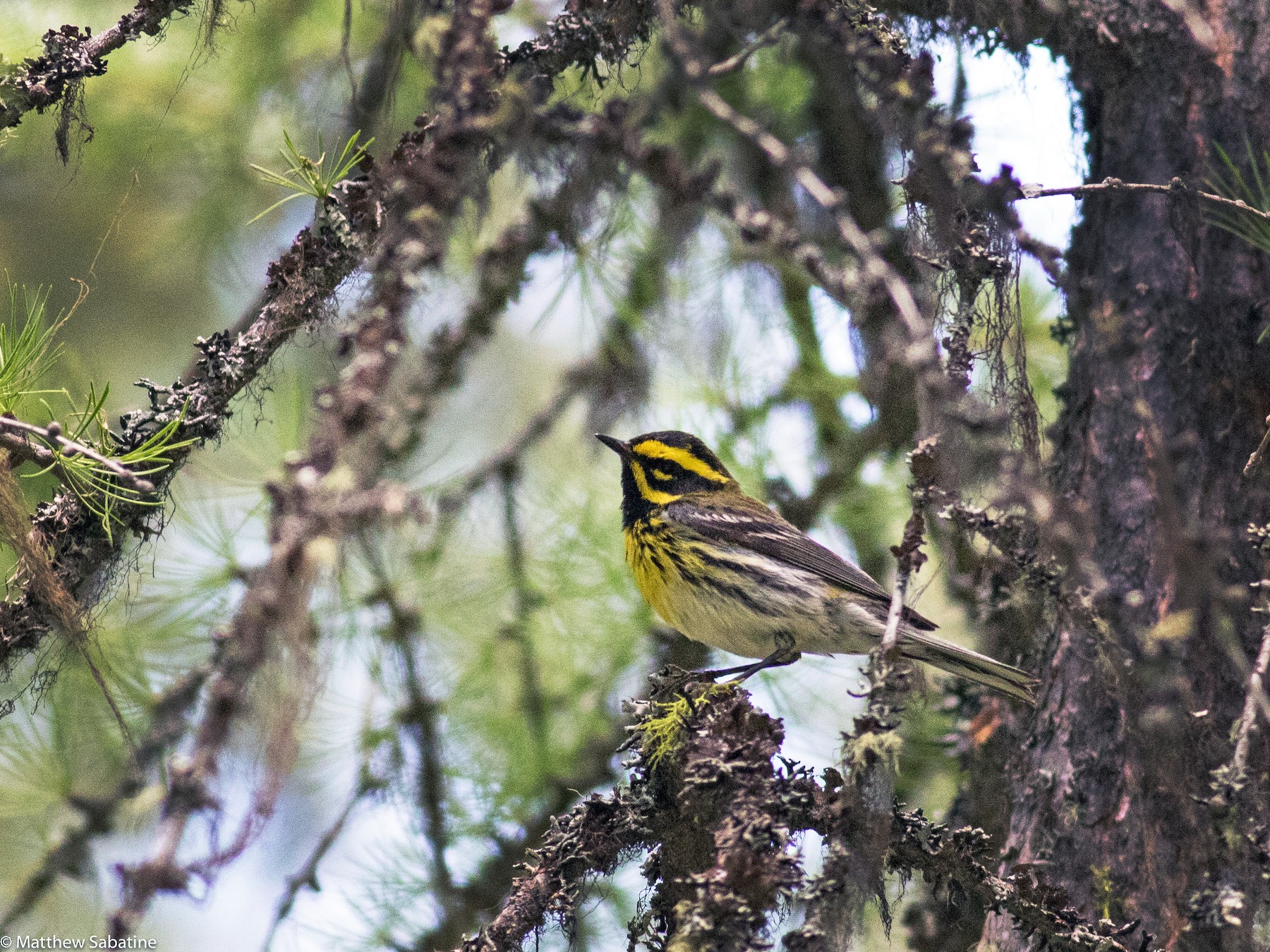 Townsend's Warbler - eBird
