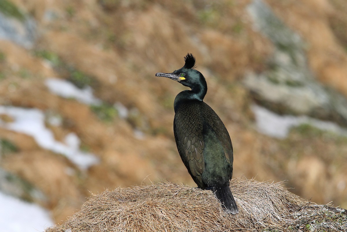 European Shag (Atlantic) - eBird