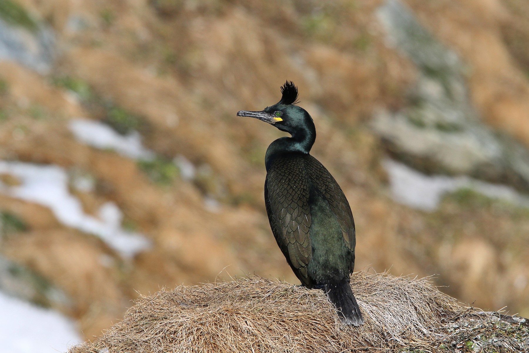 Cormorán Moñudo (Atlántico) - eBird