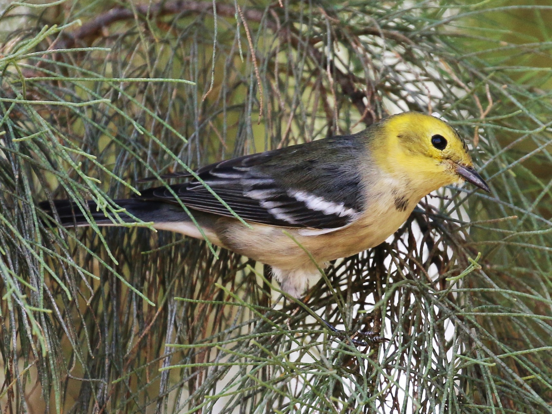 Hermit Warbler - eBird
