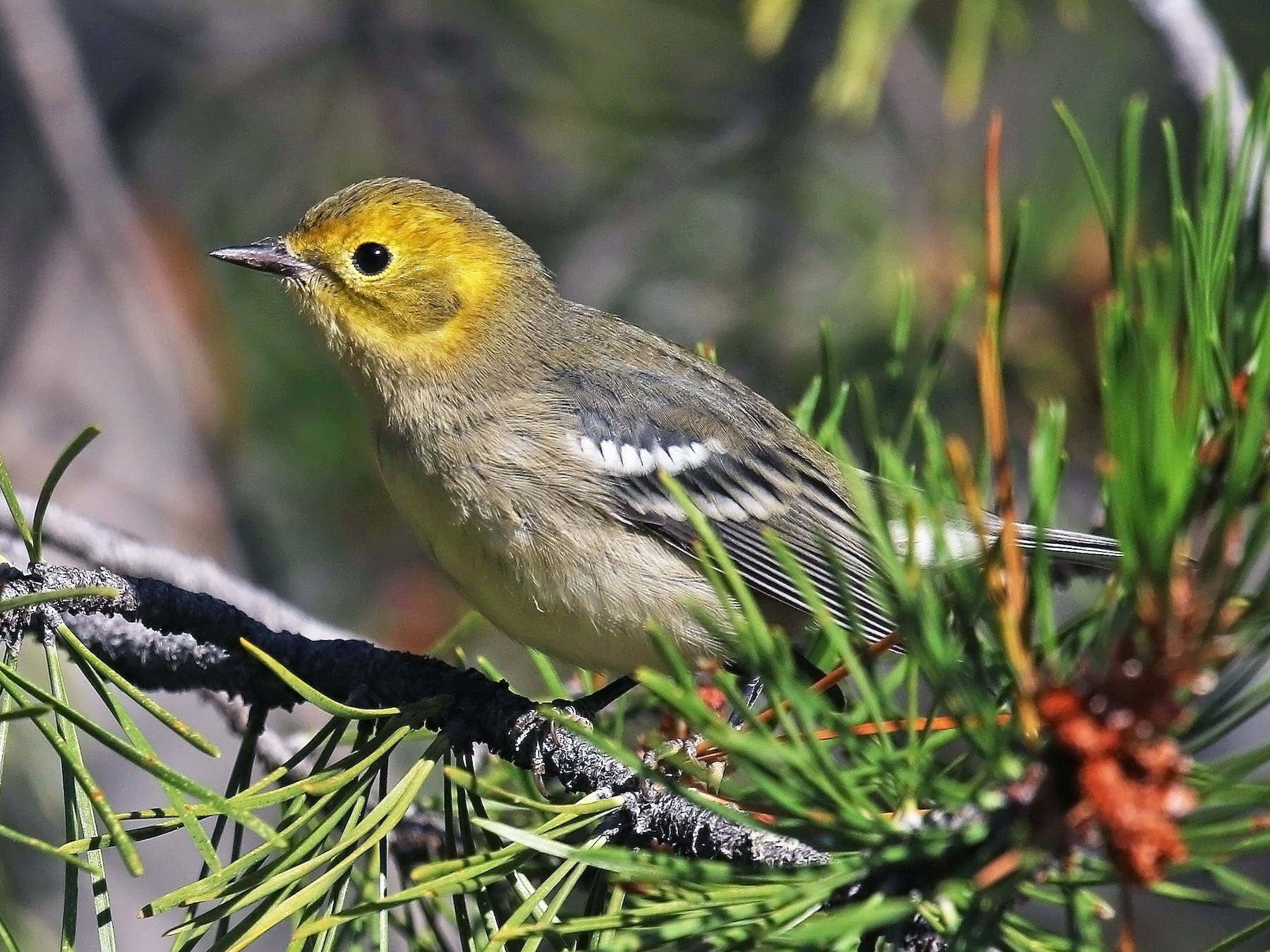 Hermit Warbler - eBird