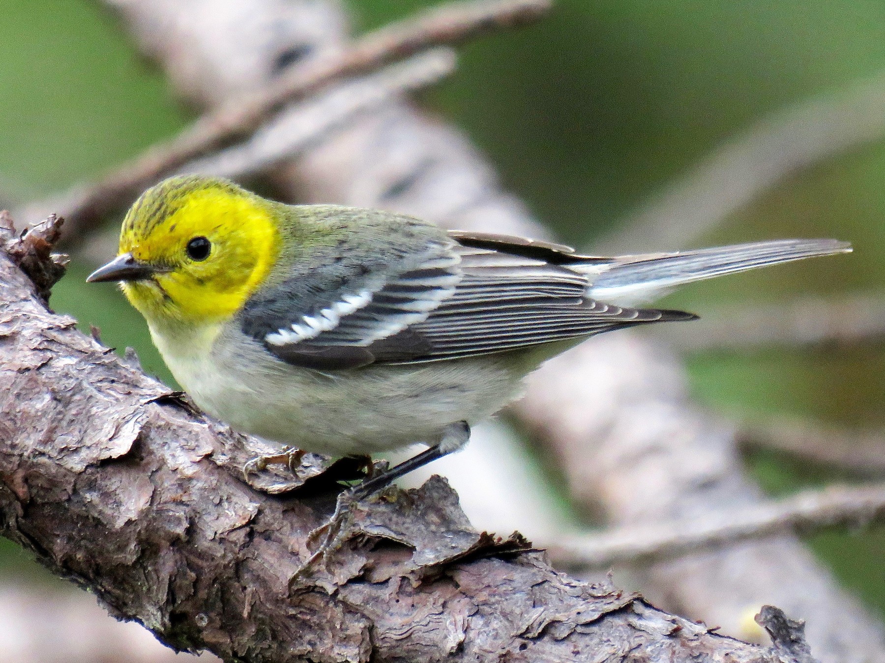 Hermit Warbler - eBird