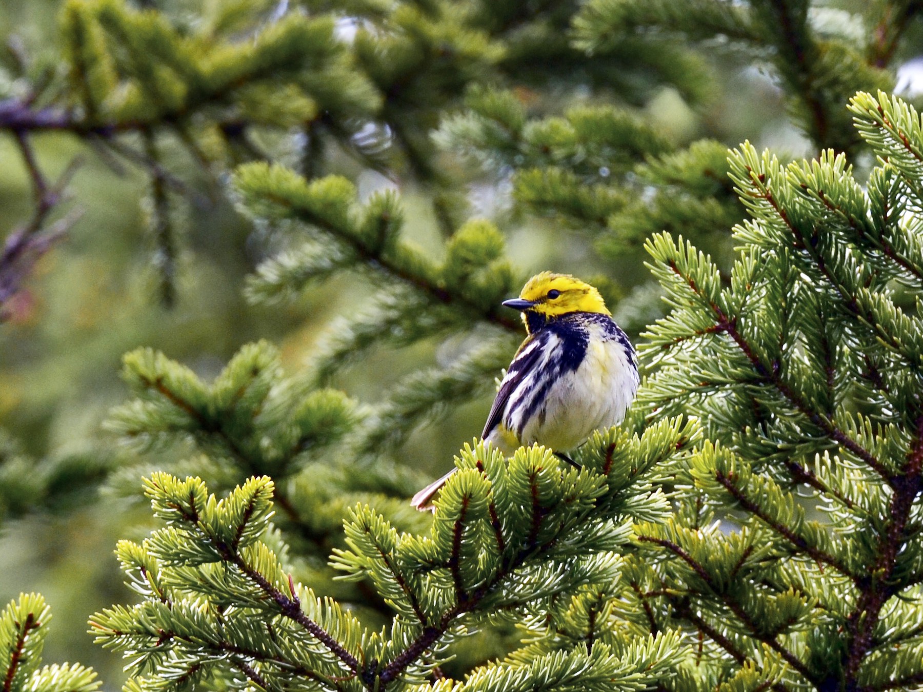 Reinita Negriverde - eBird