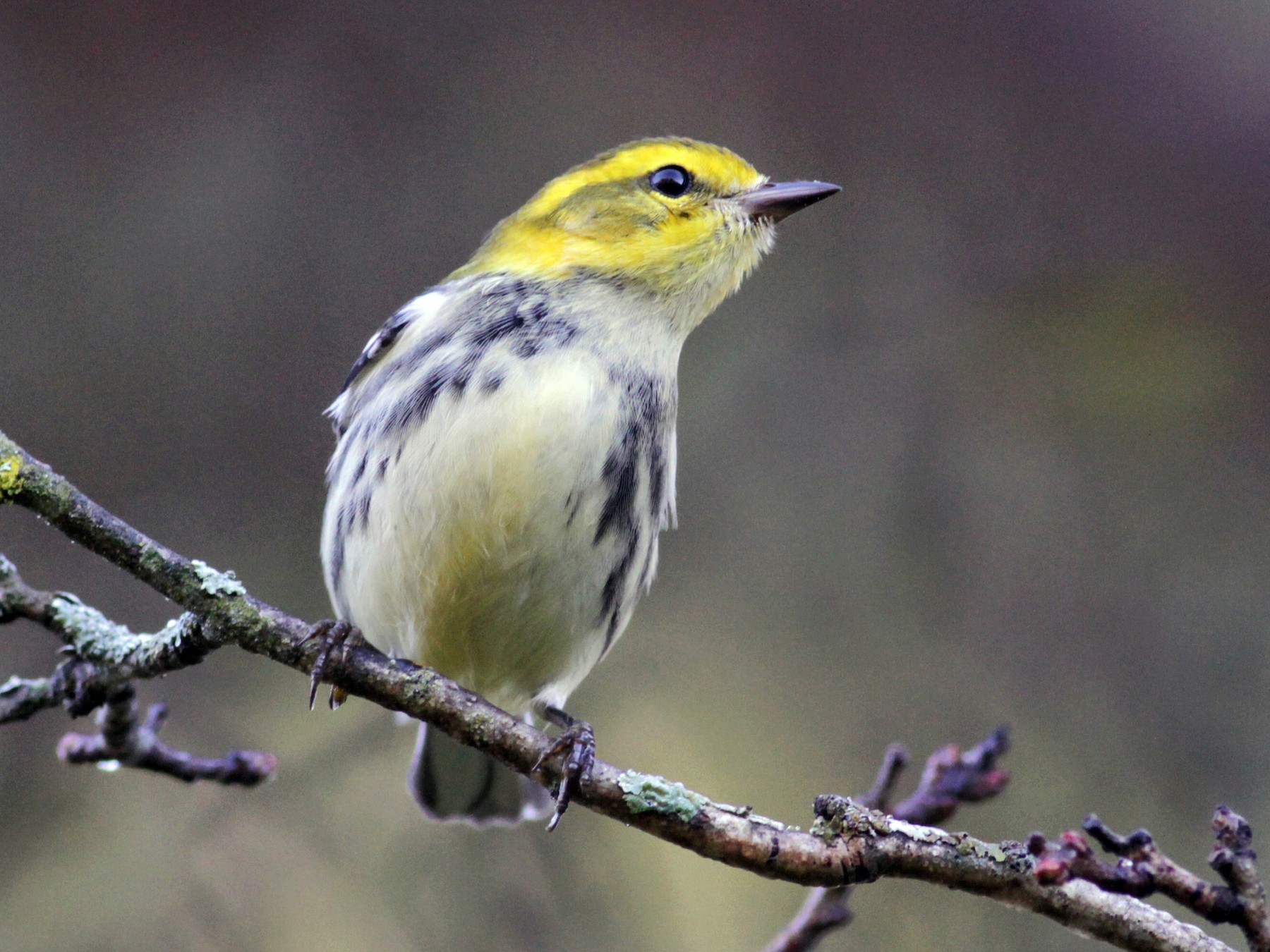 Black-throated Green Warbler - eBird