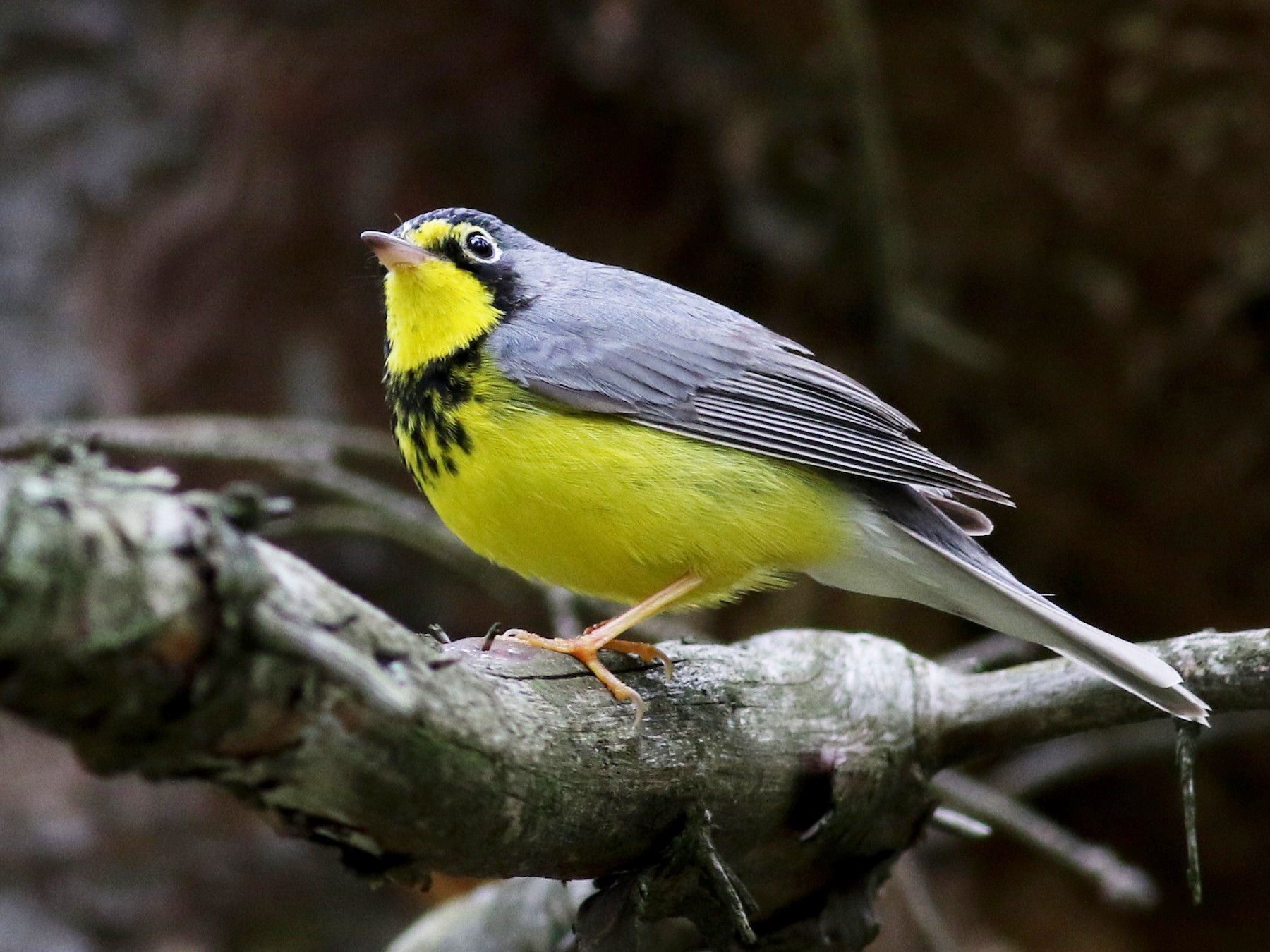 Reinita Canadiense - eBird