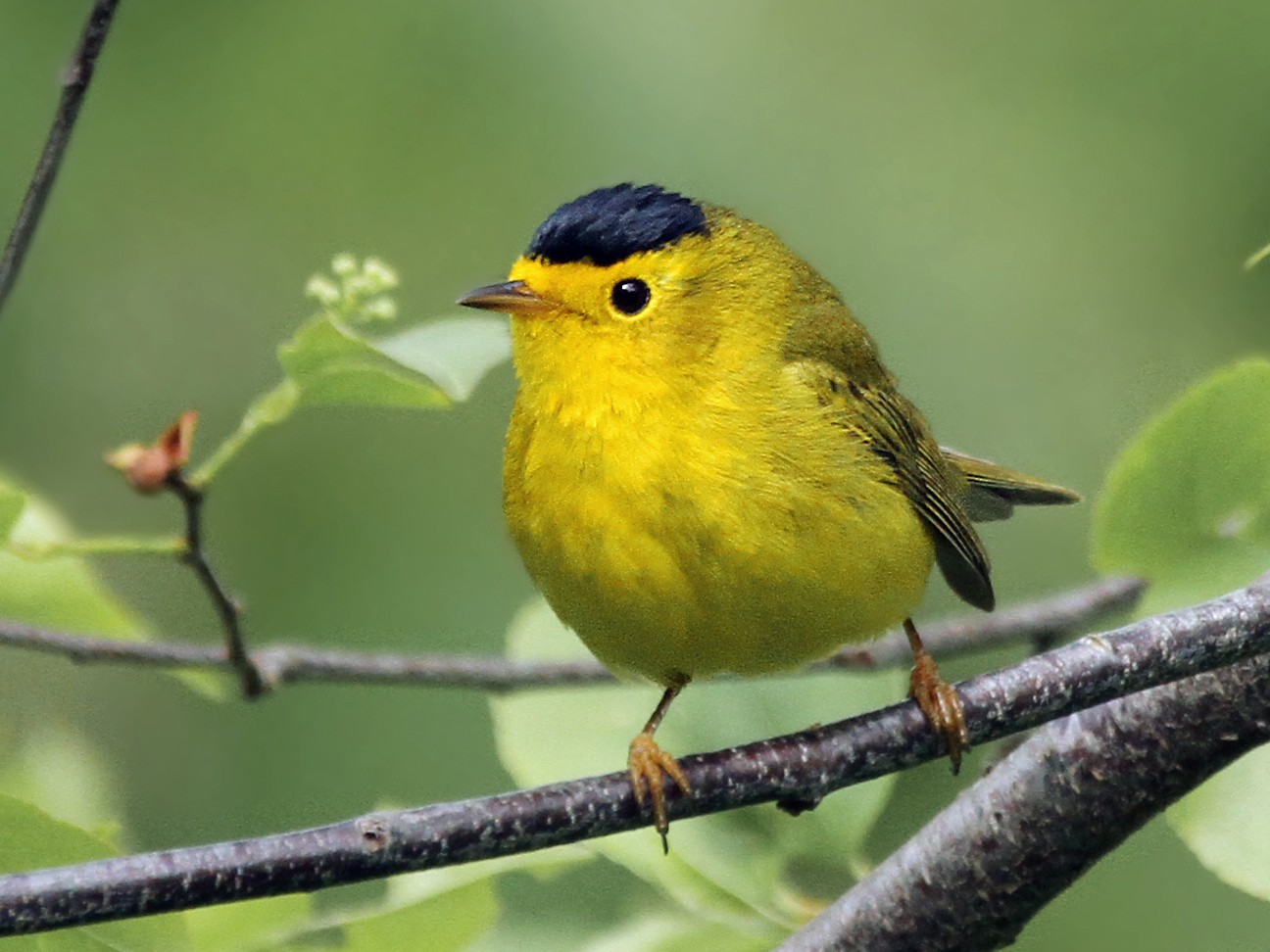 Wilson's Warbler - eBird
