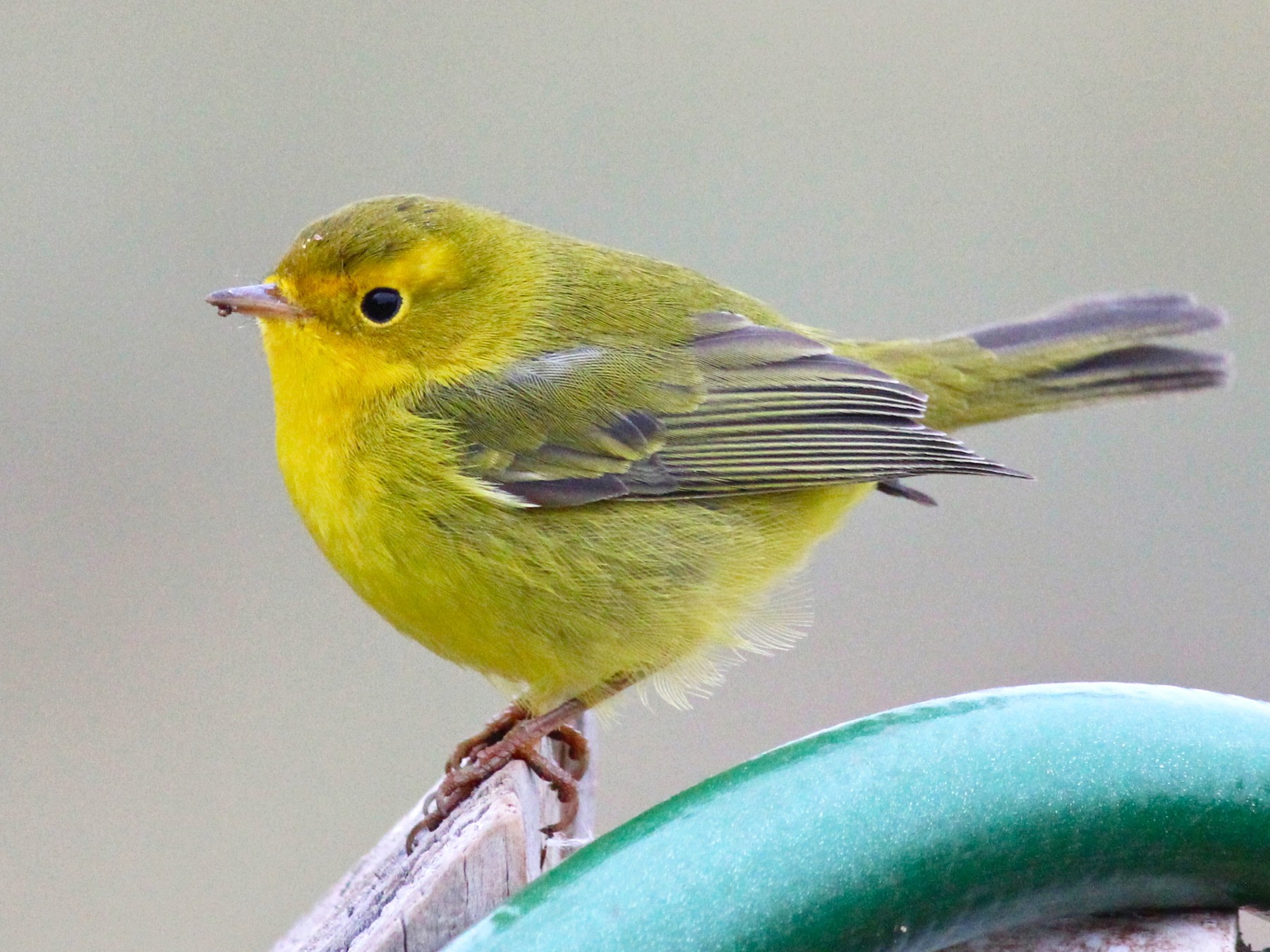 Wilson's Warbler - eBird
