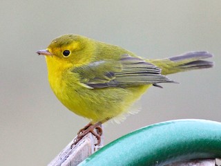 Wilson's Warbler - eBird