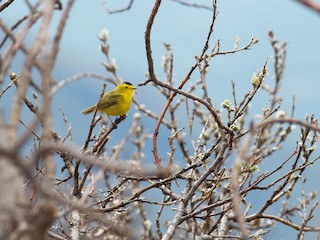 Wilson's Warbler - eBird