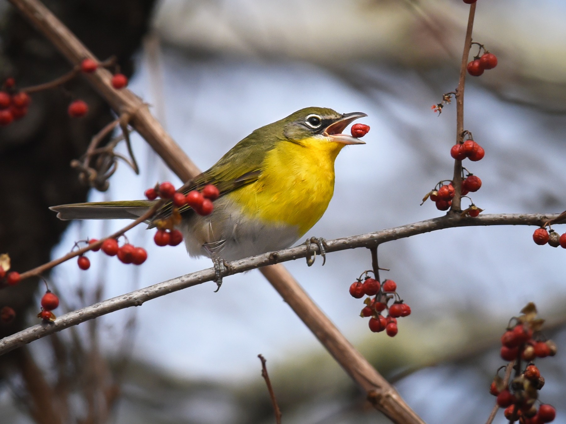 Yellow-breasted Chat - eBird
