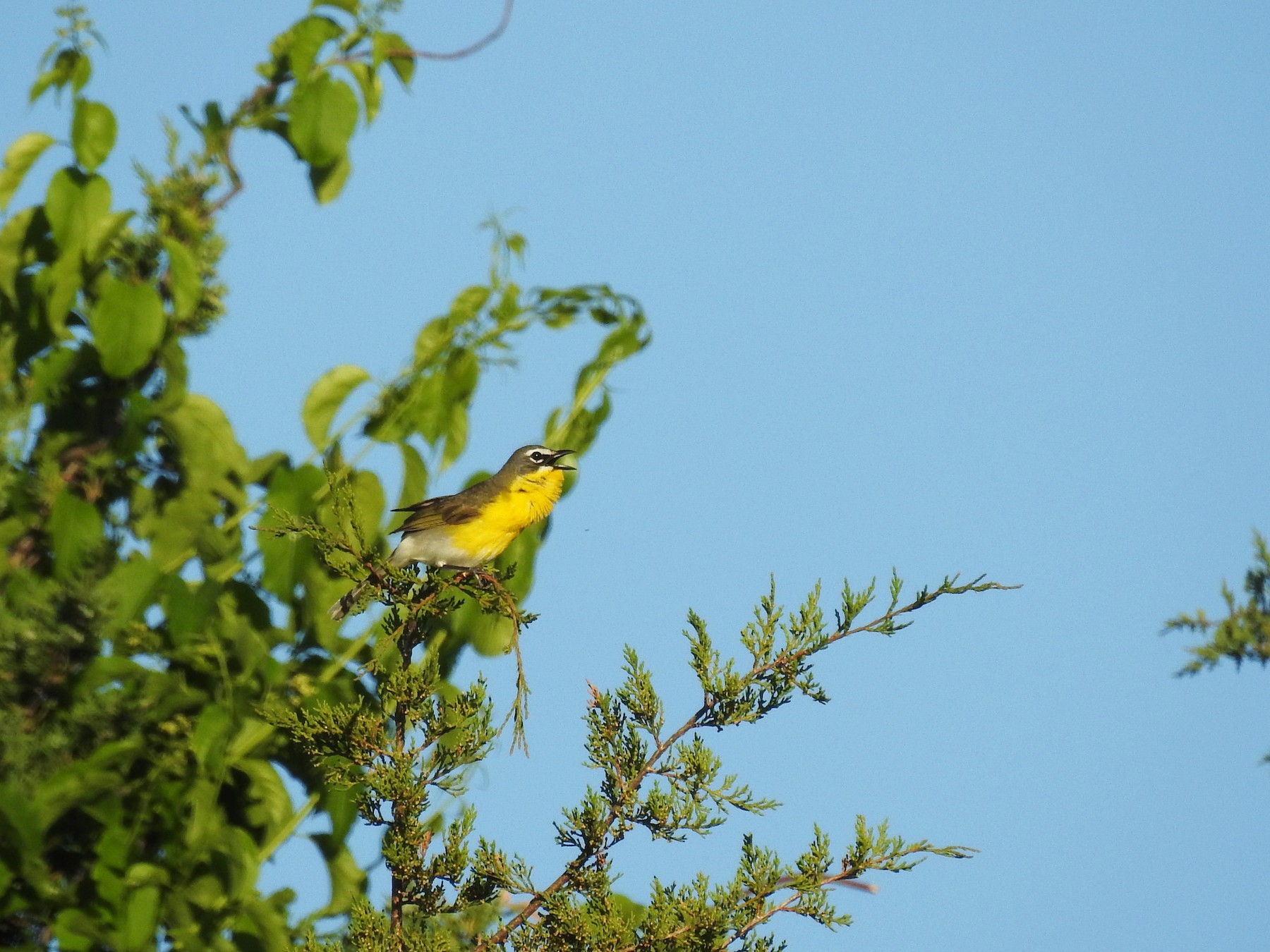 Yellow-breasted Chat - eBird