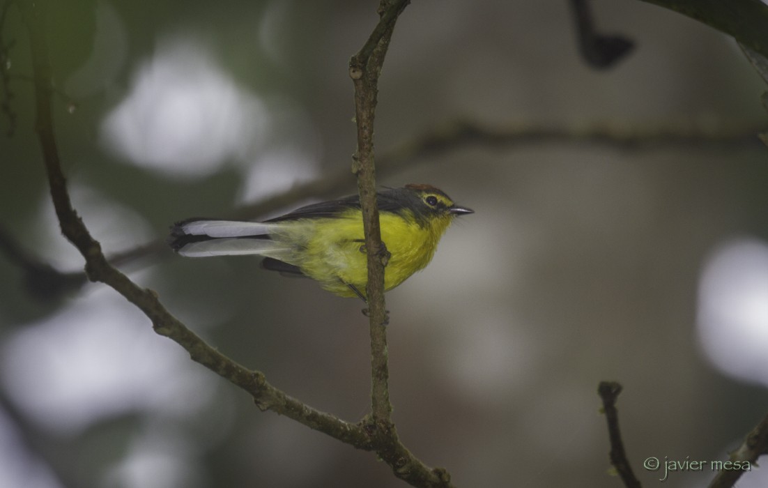Paria Redstart - Myioborus pariae - Birds of the World