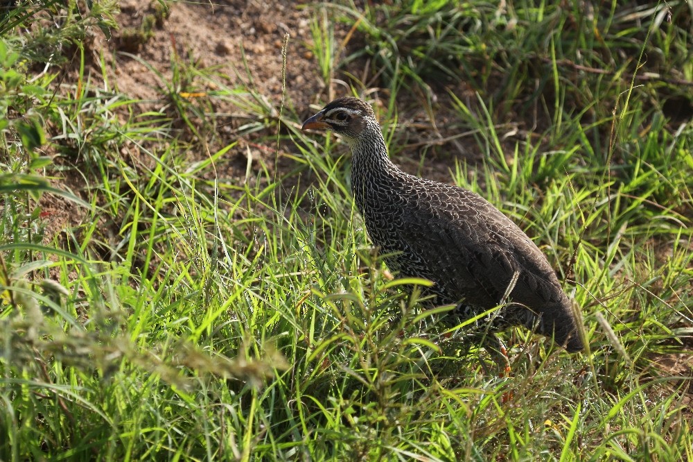 Heuglin's Spurfowl - Pternistis icterorhynchus - Birds of the World