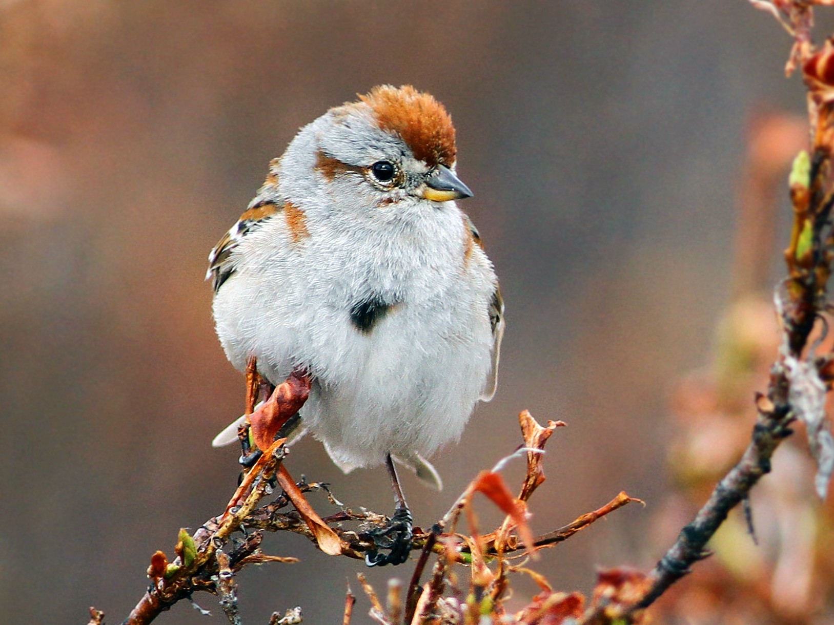 American Tree Sparrow - eBird
