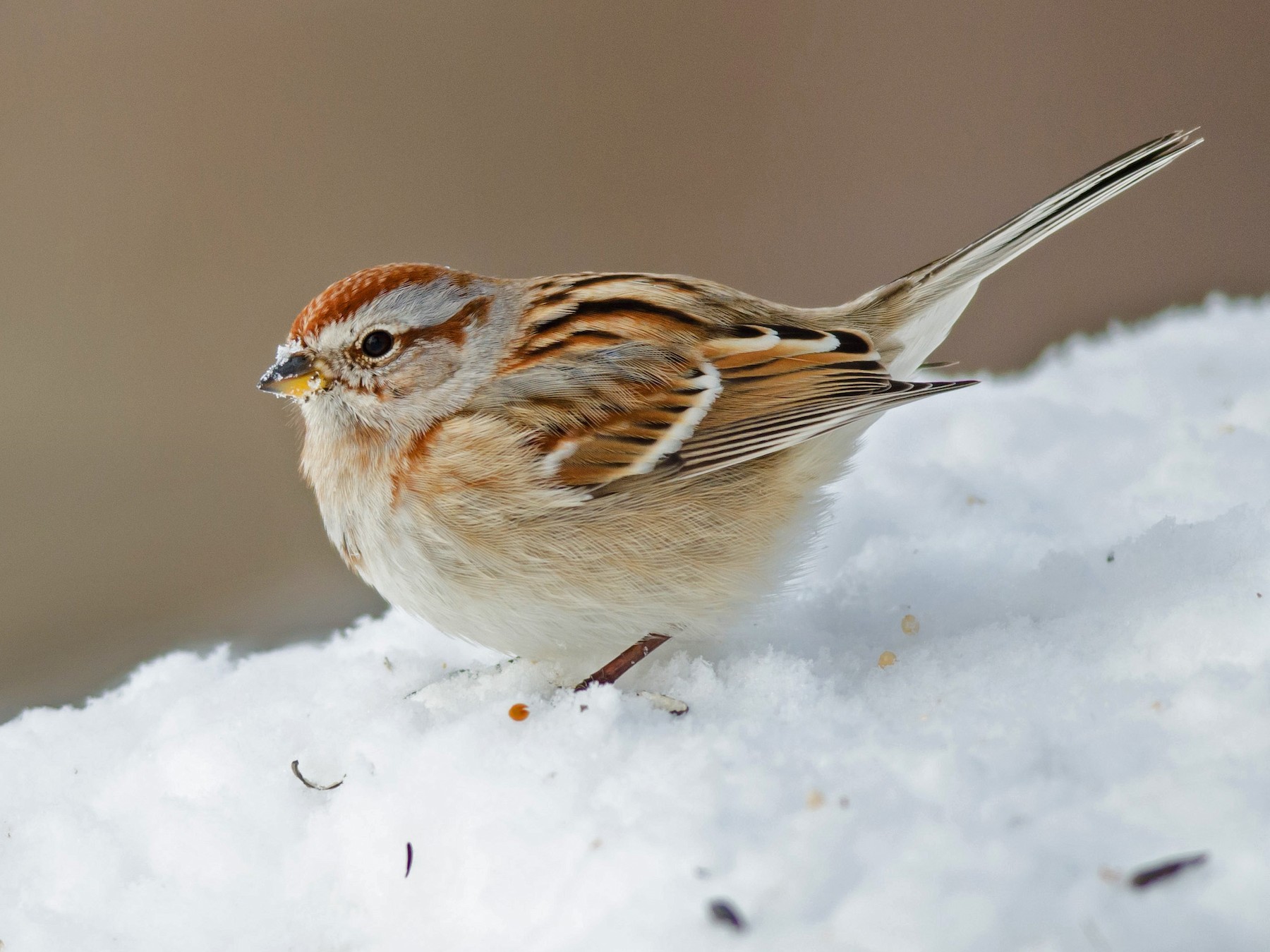 American Tree Sparrow - eBird