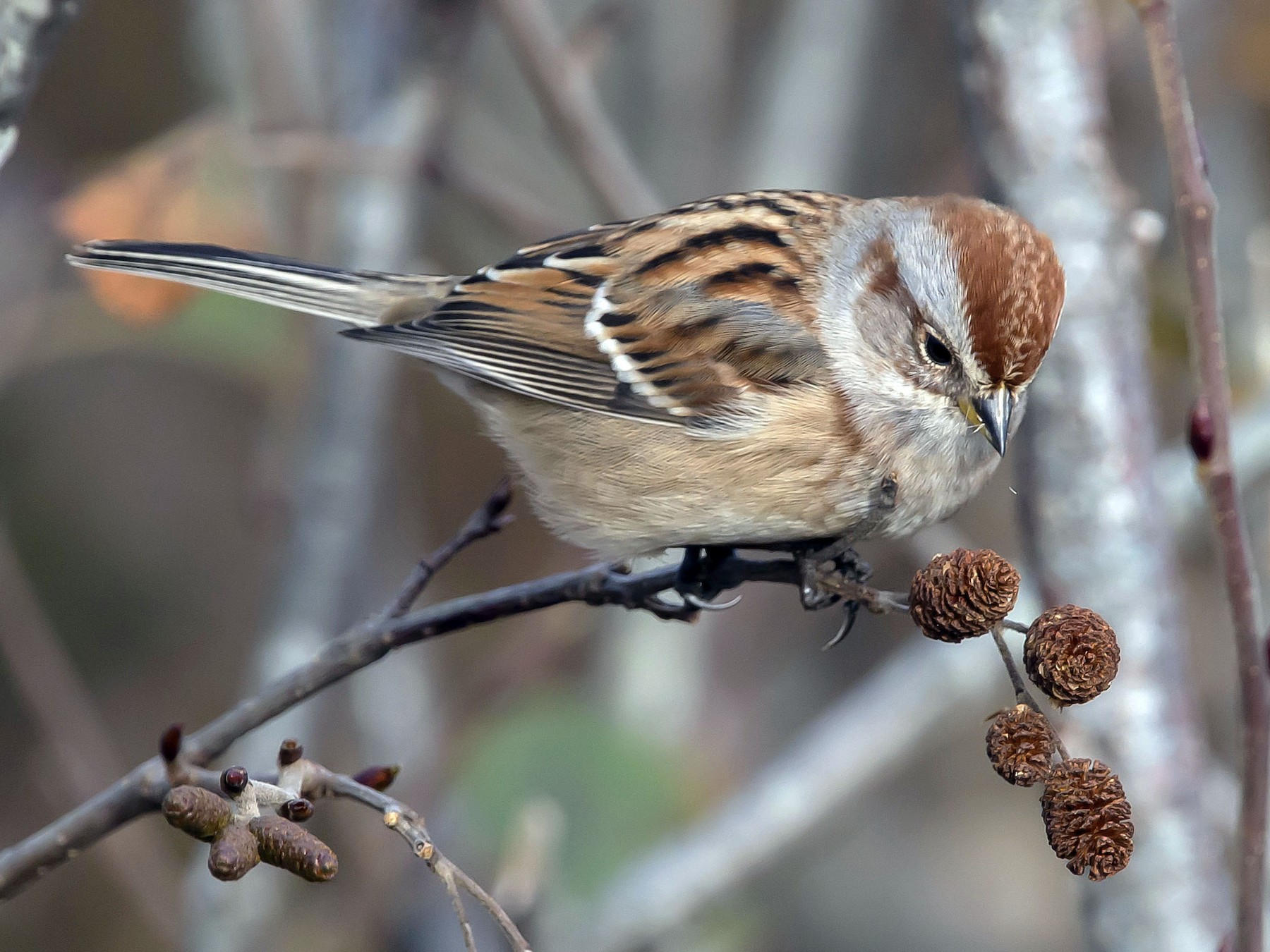American Tree Sparrow - eBird
