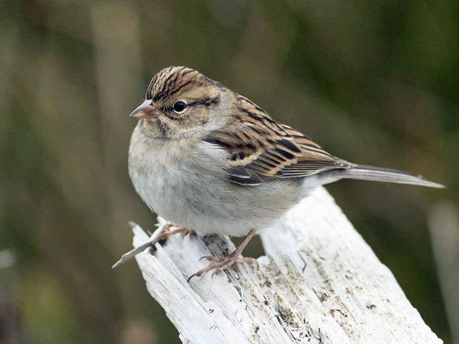 Chipping Sparrow - eBird
