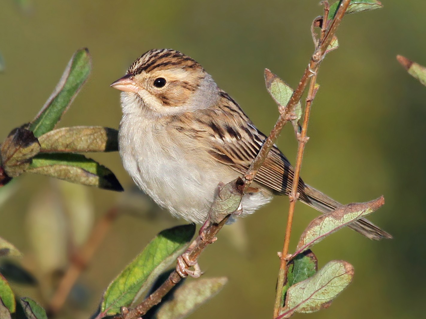 Clay-colored Sparrow - eBird