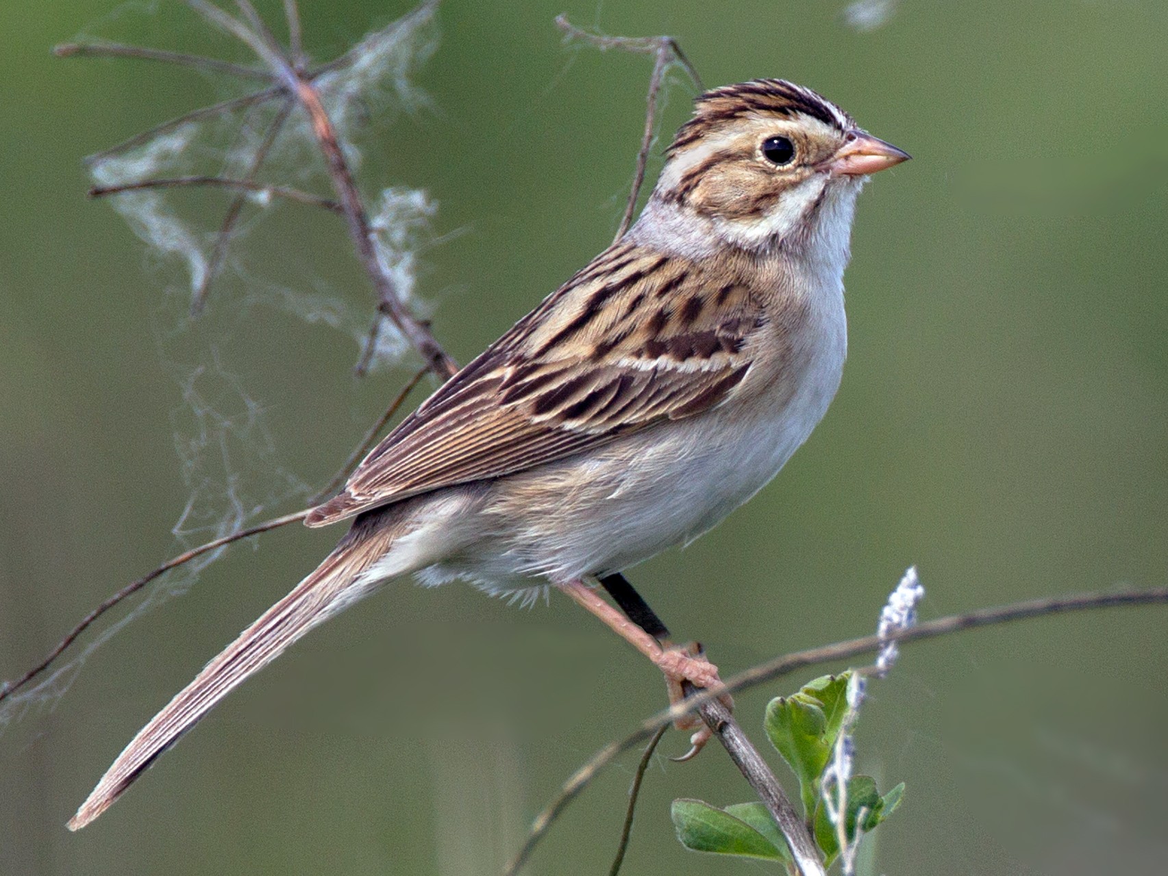 Clay-colored Sparrow - eBird
