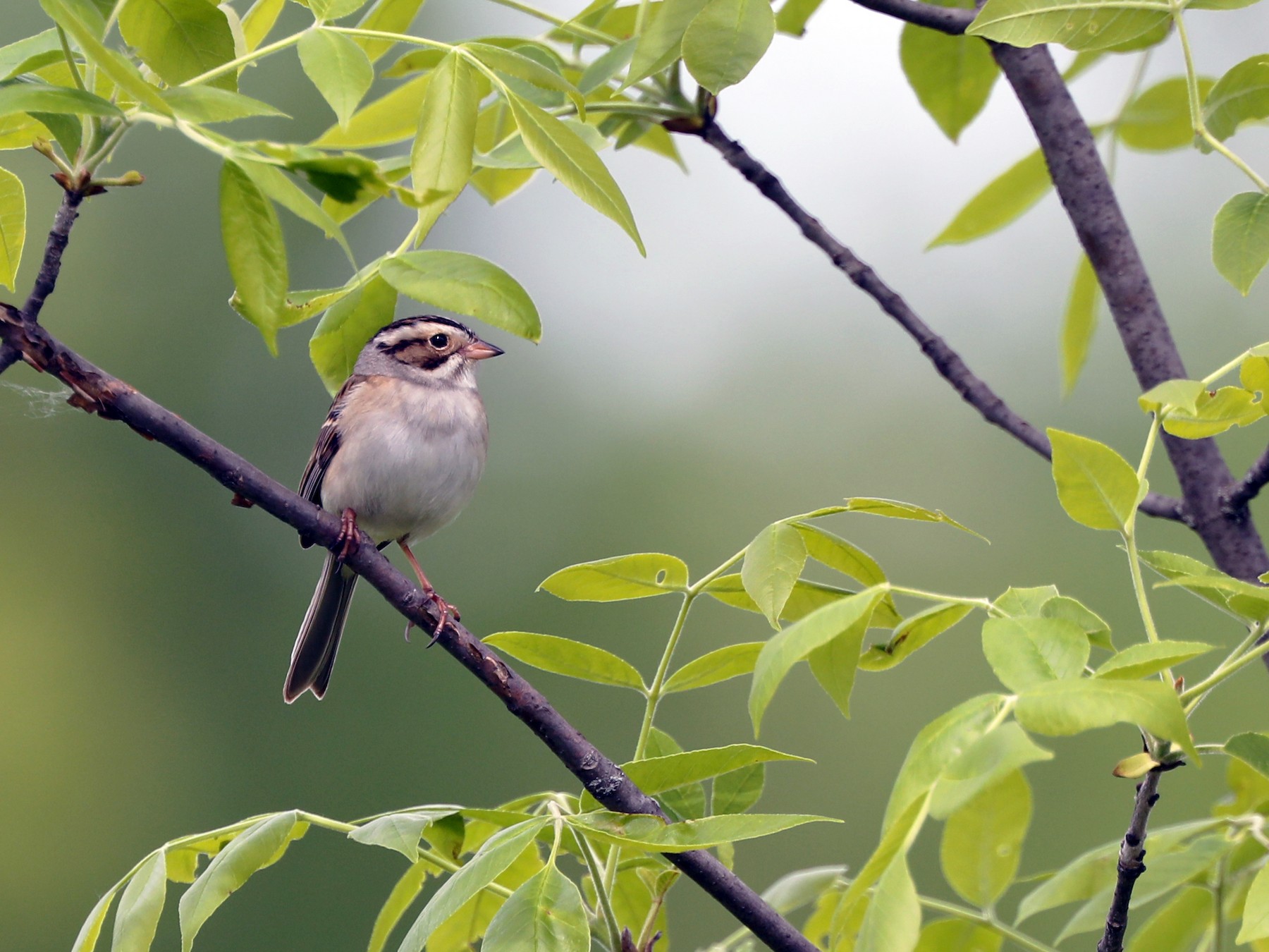 Clay-colored Sparrow - eBird