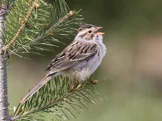 Clay-colored Sparrow - eBird