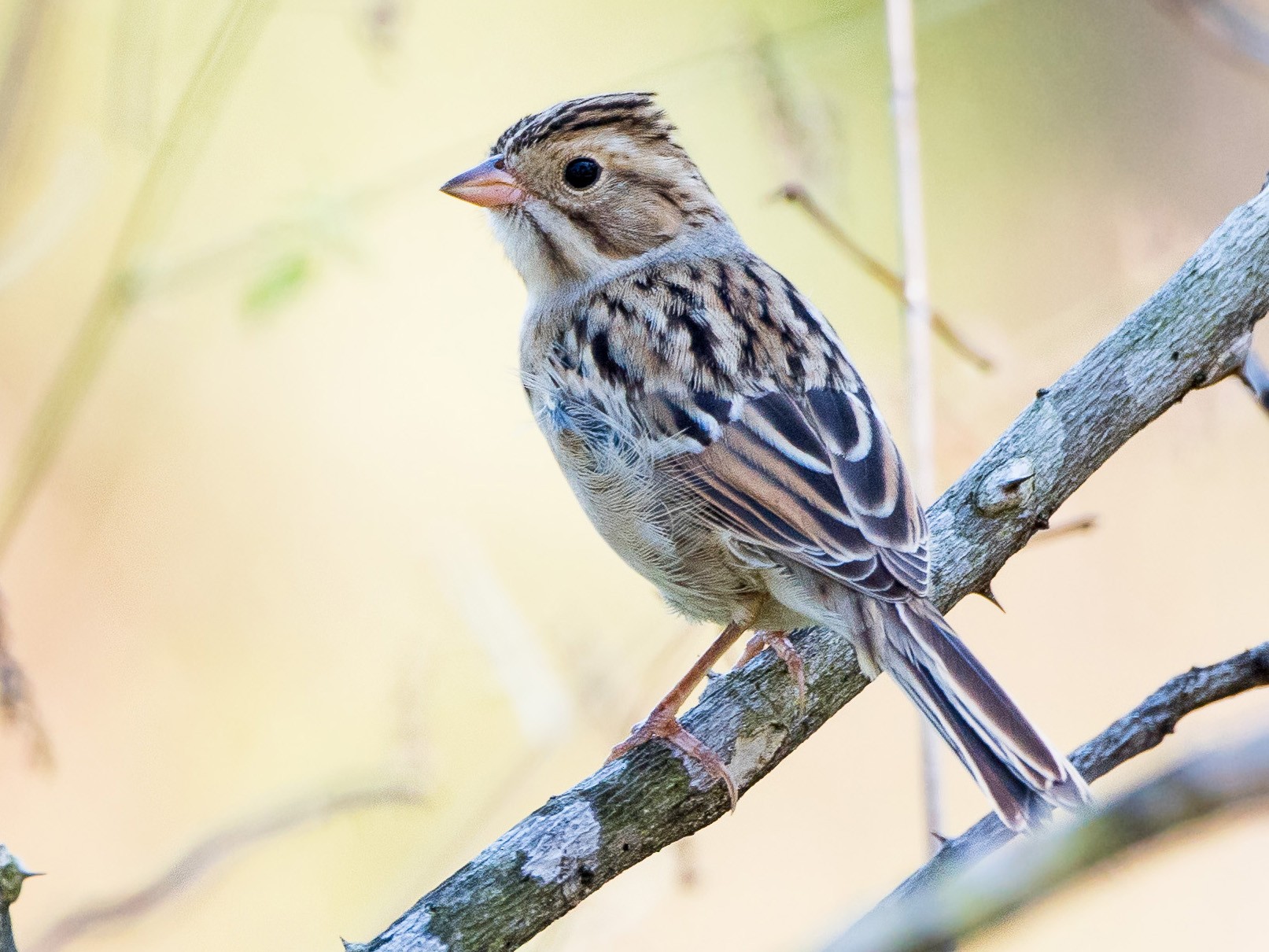 Clay-colored Sparrow - eBird