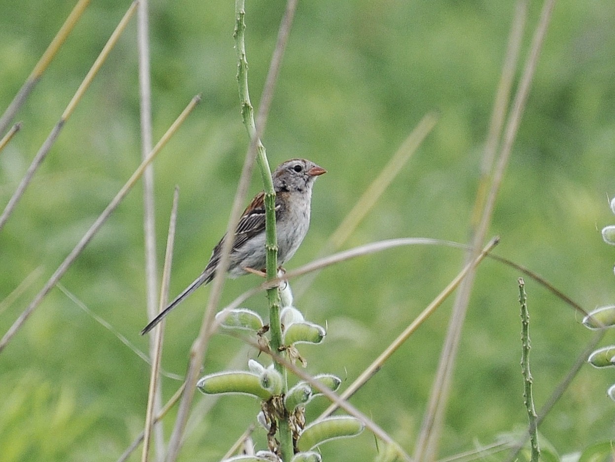 Field Sparrow - eBird