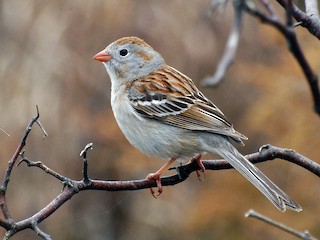 Field Sparrow - eBird