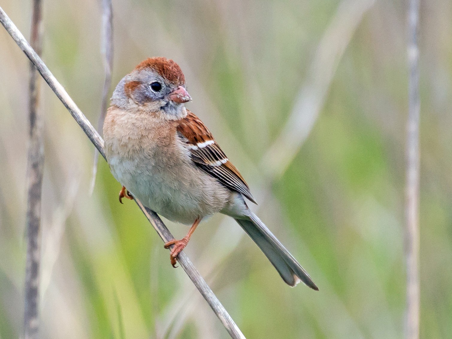 Field Sparrow - eBird