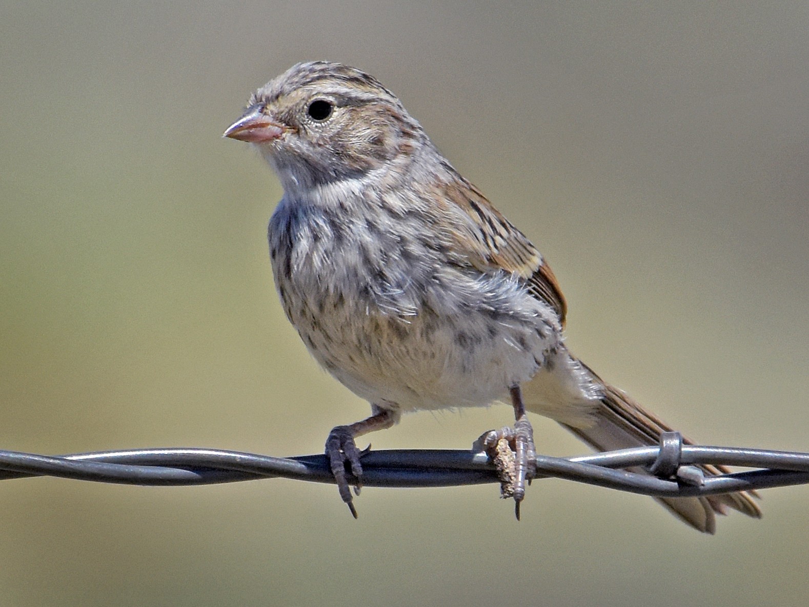 Brewer's Sparrow - eBird