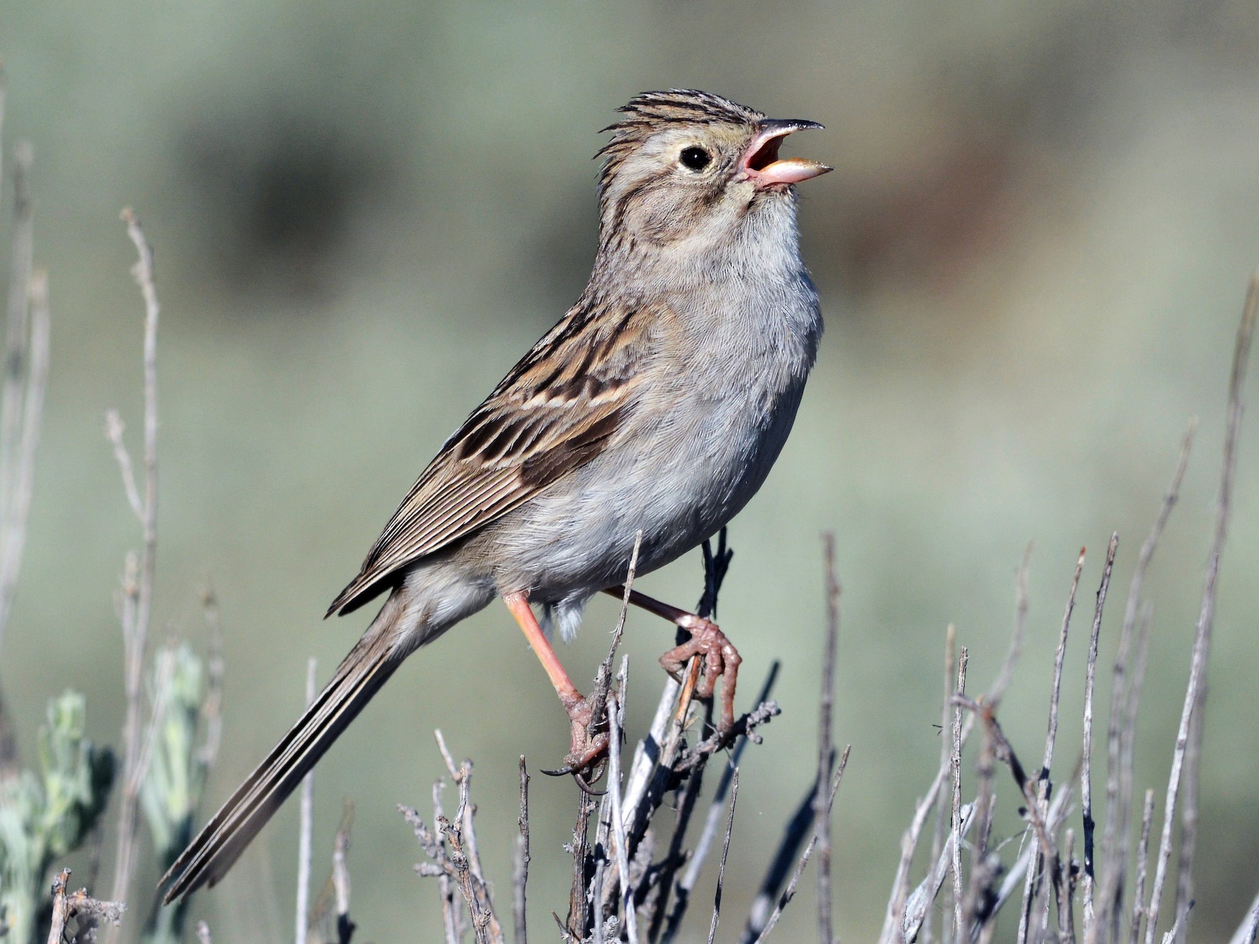 Brewer's Sparrow - eBird