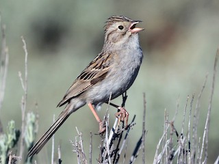 Brewer's Sparrow - eBird