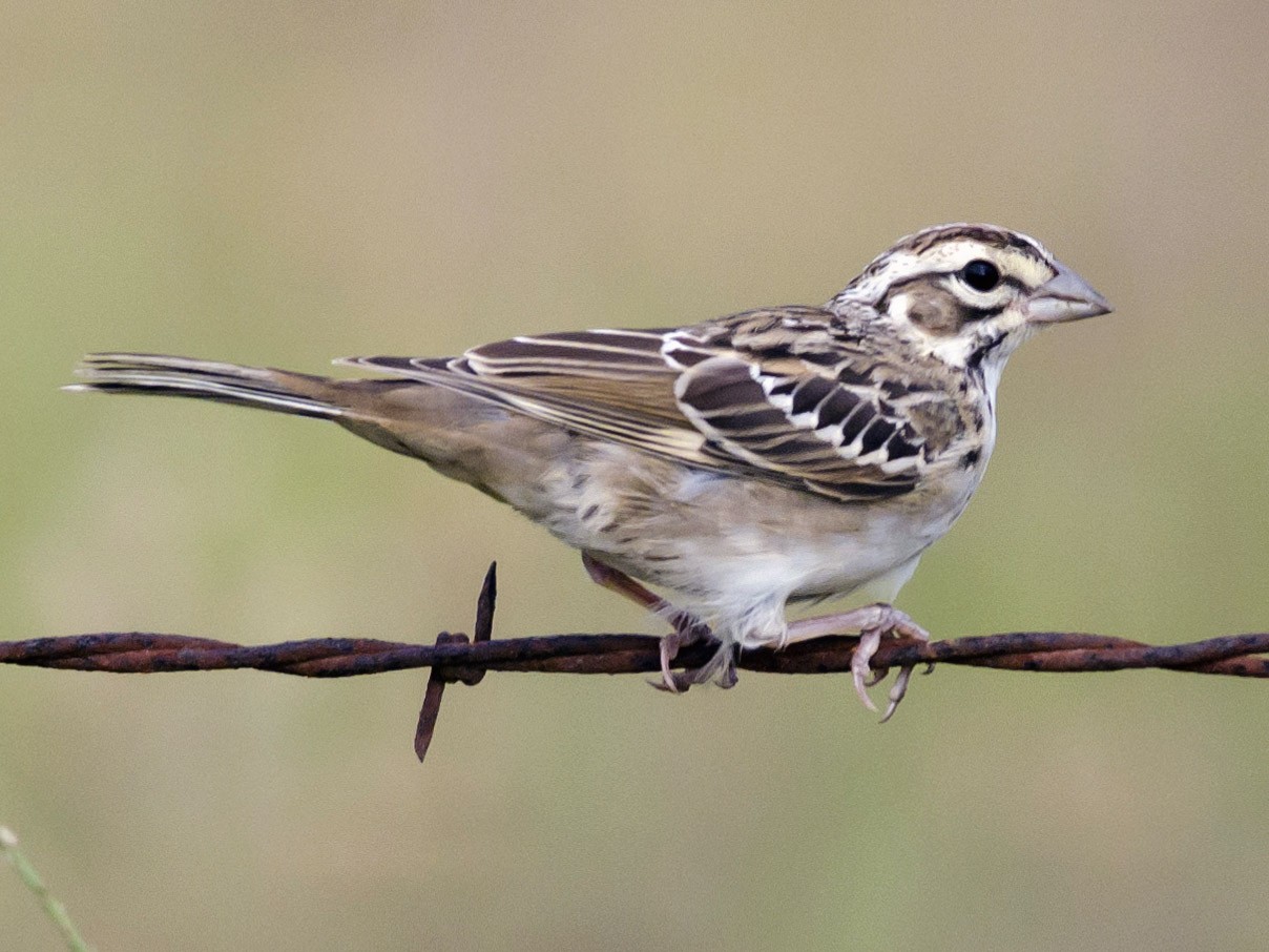Lark Sparrow - eBird