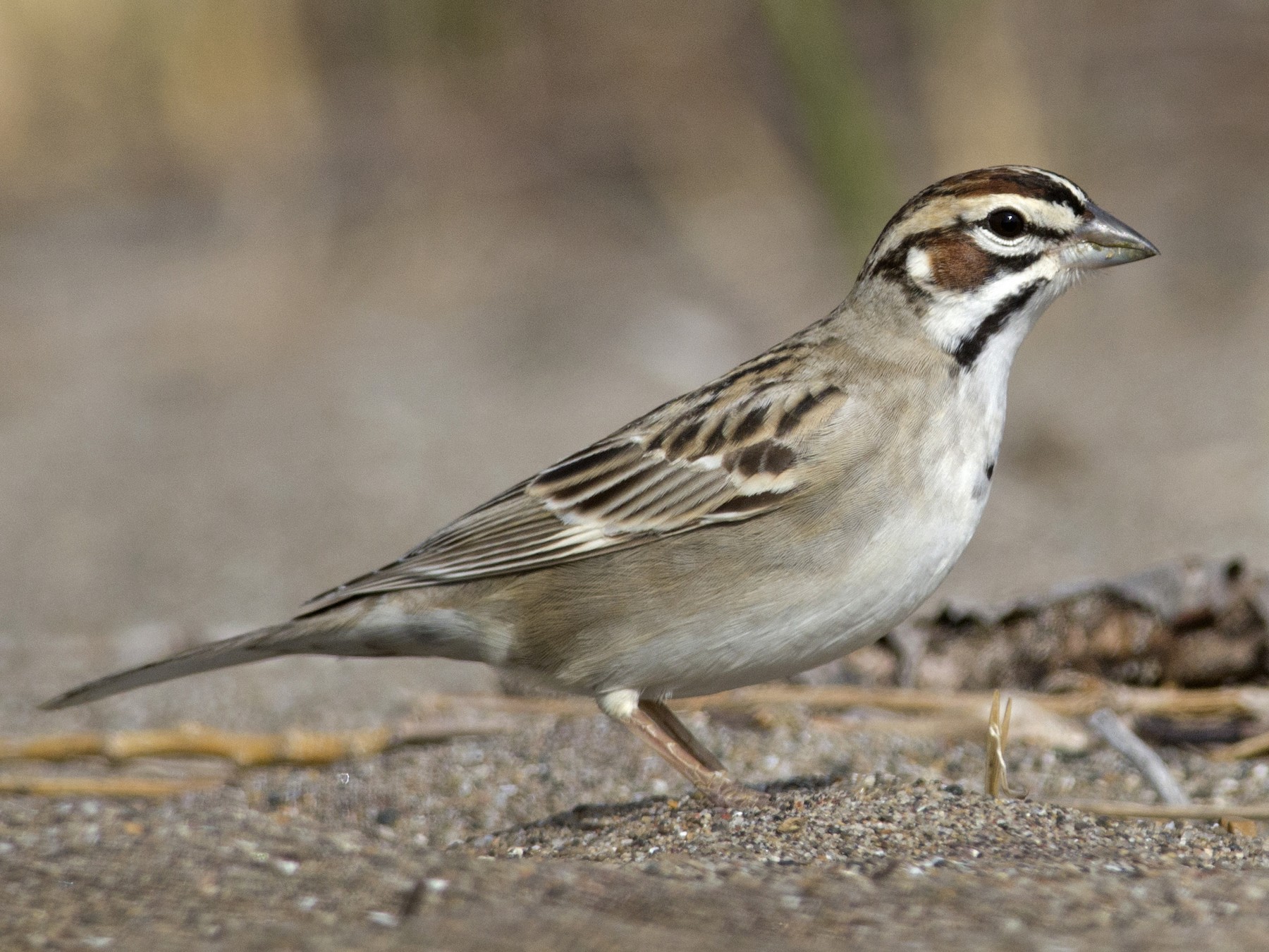 Lark Sparrow - eBird