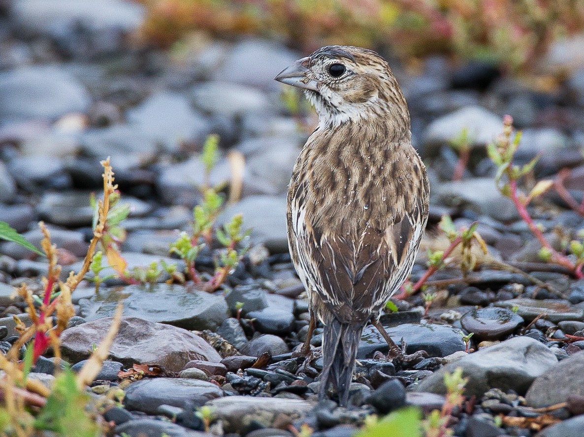 Lark Bunting - eBird