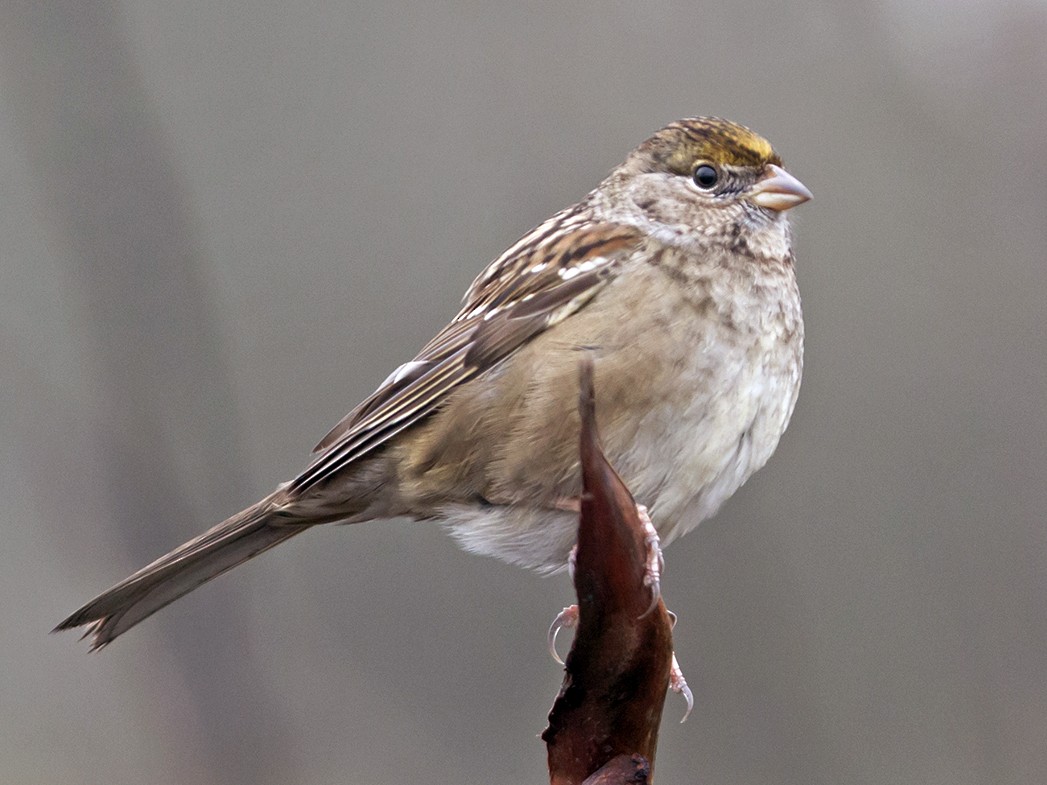 Golden-crowned Sparrow - eBird