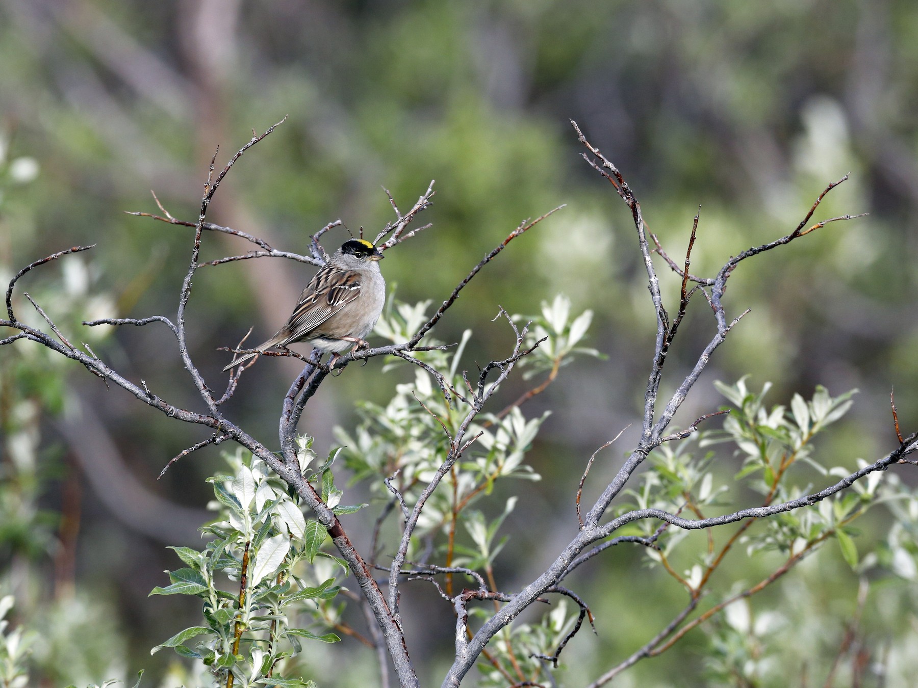 Golden-crowned Sparrow - eBird