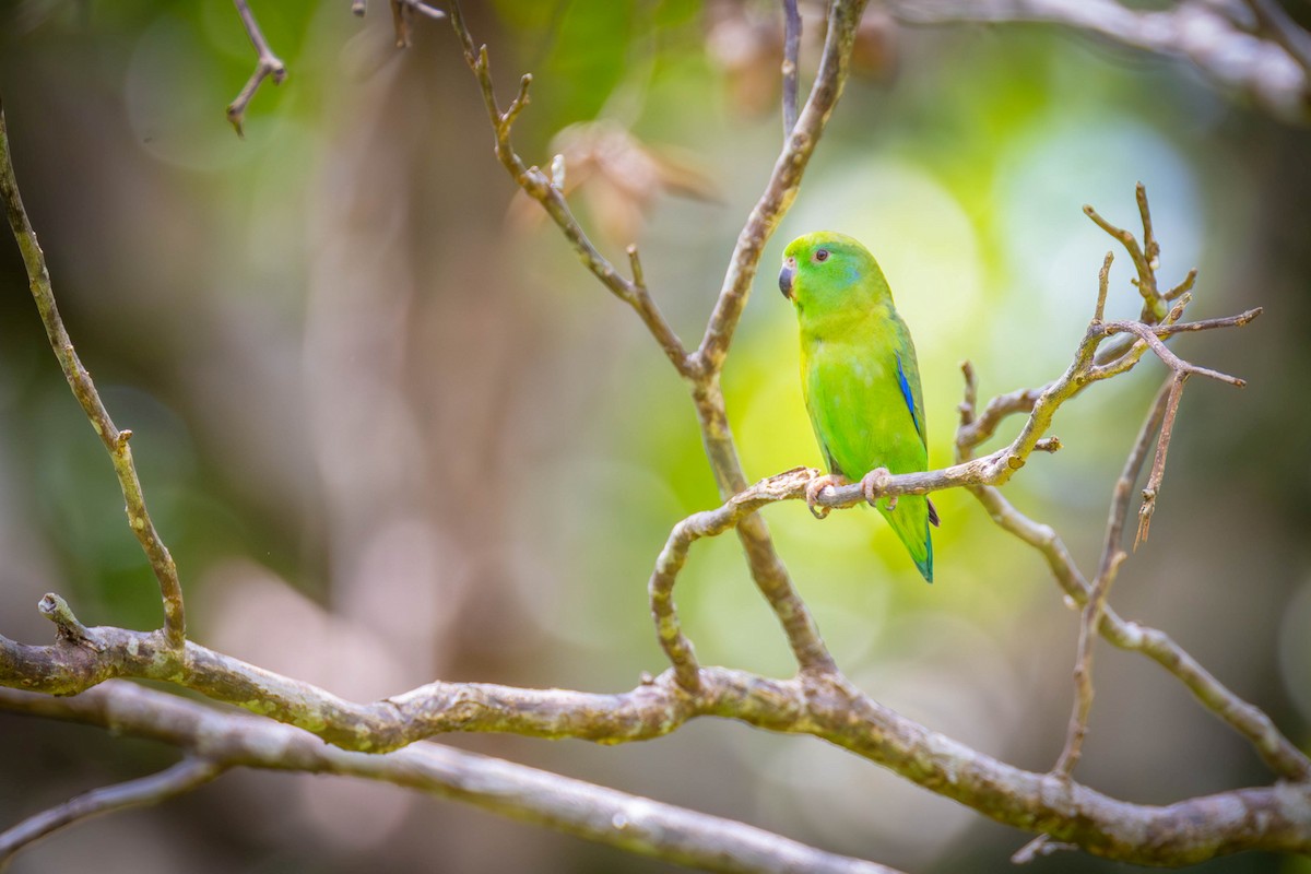 Cotorrita de Sclater (sclateri) - eBird
