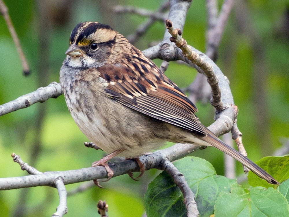 White-throated Sparrow - eBird Québec