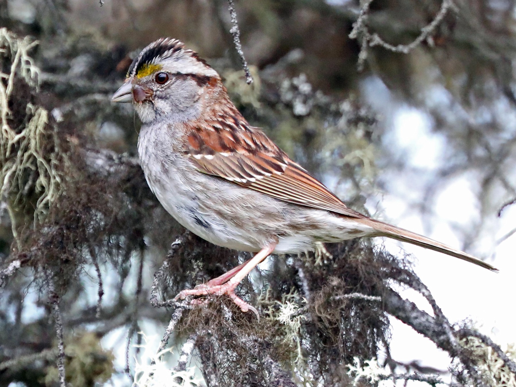 White-throated Sparrow - eBird